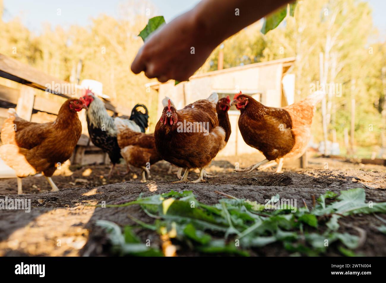 Red chickens eat fresh leaves from the farmer's hands in the chicken ...