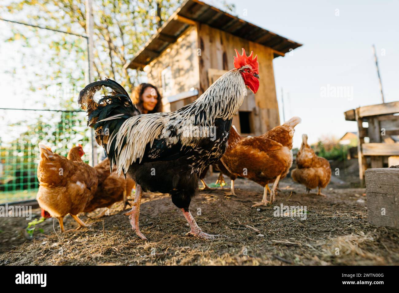 A large rooster close-up in a chicken coop while being fed by a woman ...