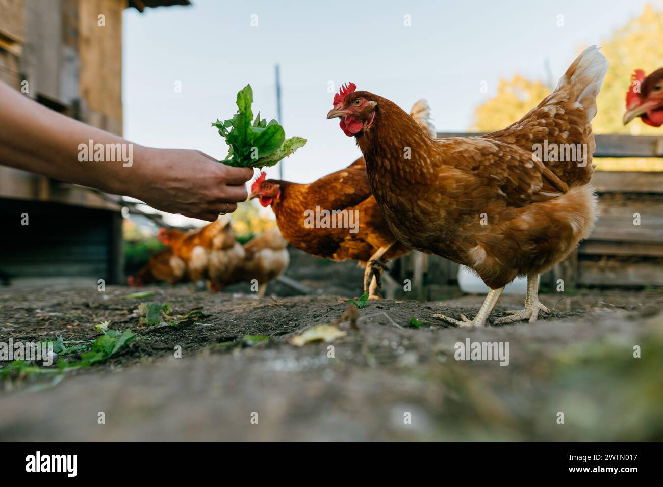 Red chickens eat fresh leaves from the farmer's hands in the chicken ...
