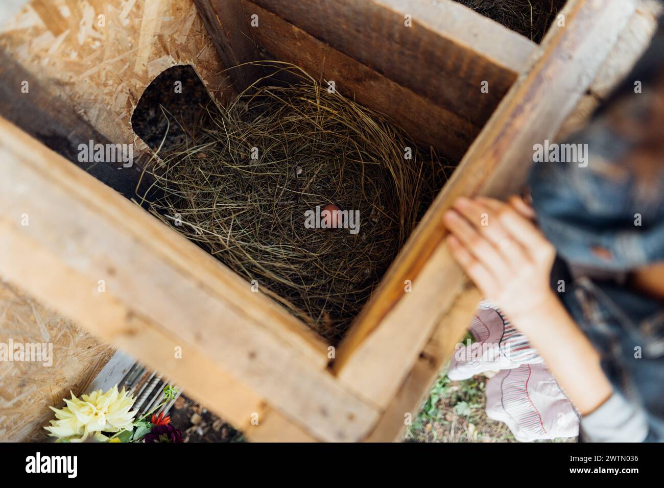 Fresh egg in a straw nest in a small wooden chicken coop, private farm ...