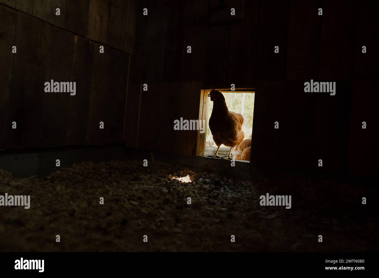 A red hen enters a well-kept chicken coop on a rural farm Stock Photo ...