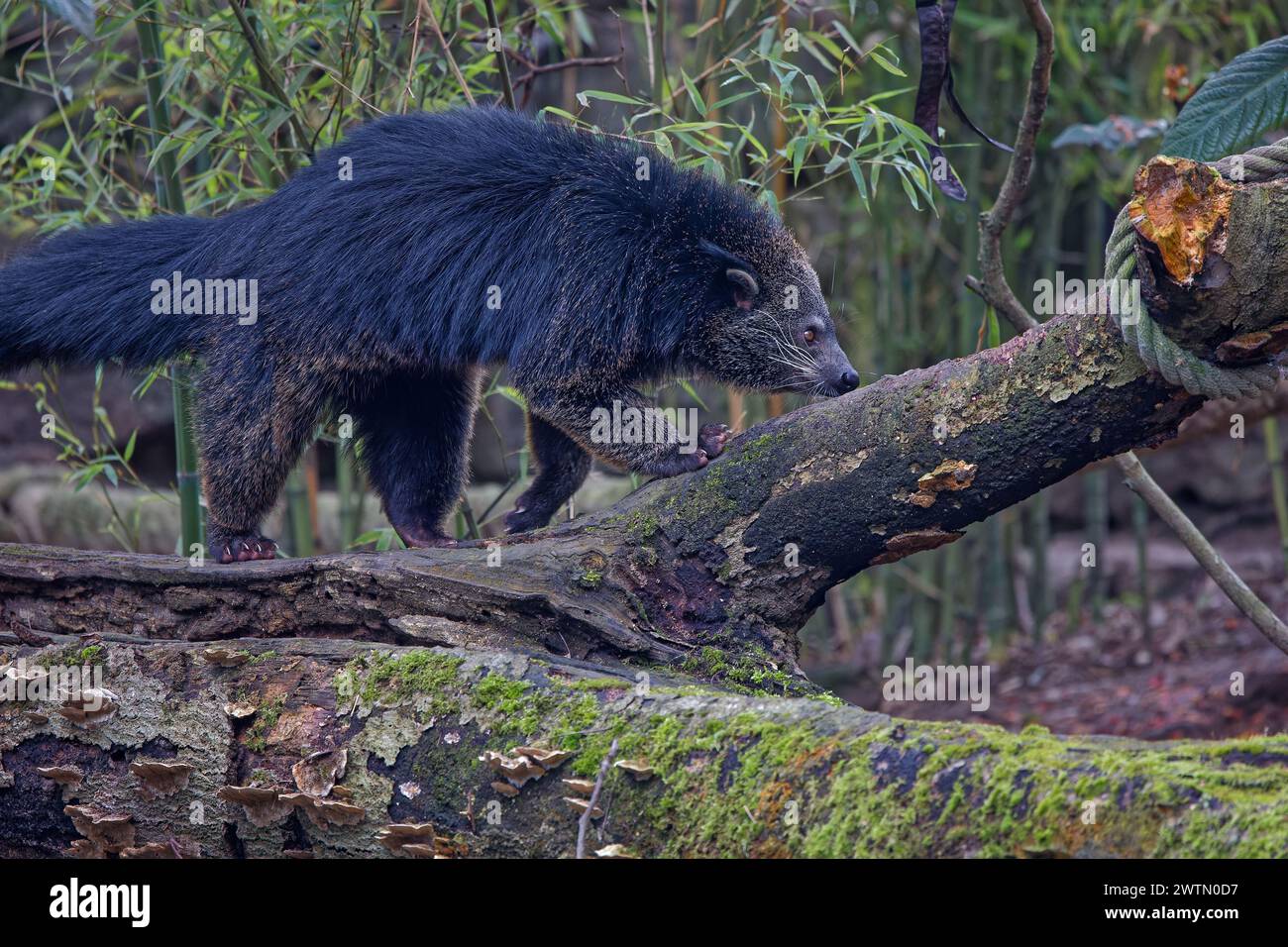 Binturong (Arctictis binturong) is also known as the bearcat, and is ...