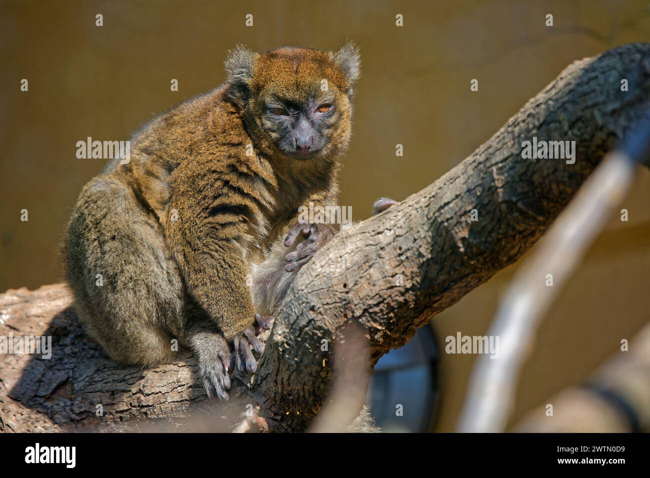 Tête de primates hi-res stock photography and images - Alamy