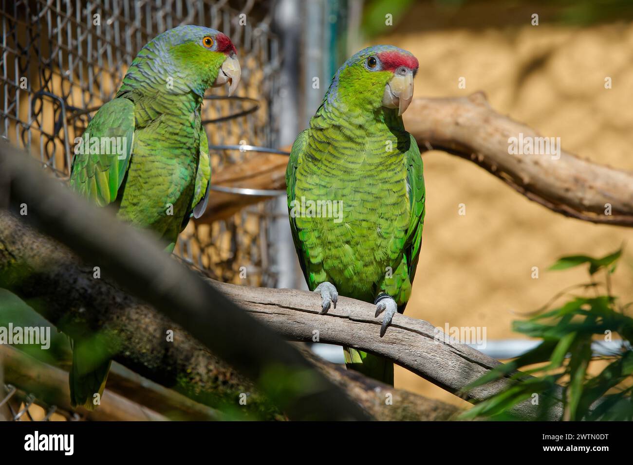 Lilac-Crowned Amazon or Finsch's parrot is a parrot endemic to the ...