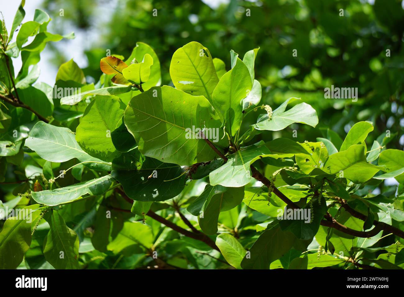 Terminalia catappa on the nature. Also called country almond, sea ...