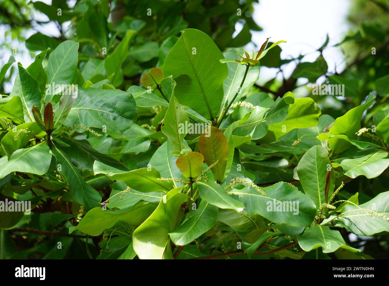 Terminalia catappa on the nature. Also called country almond, sea ...