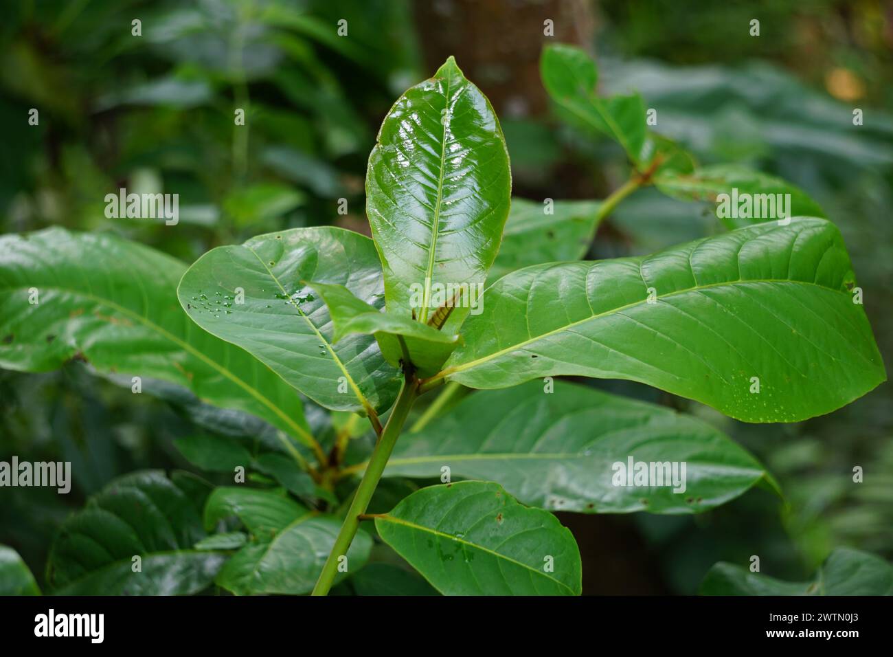 Terminalia catappa on the nature. Also called country almond, sea ...