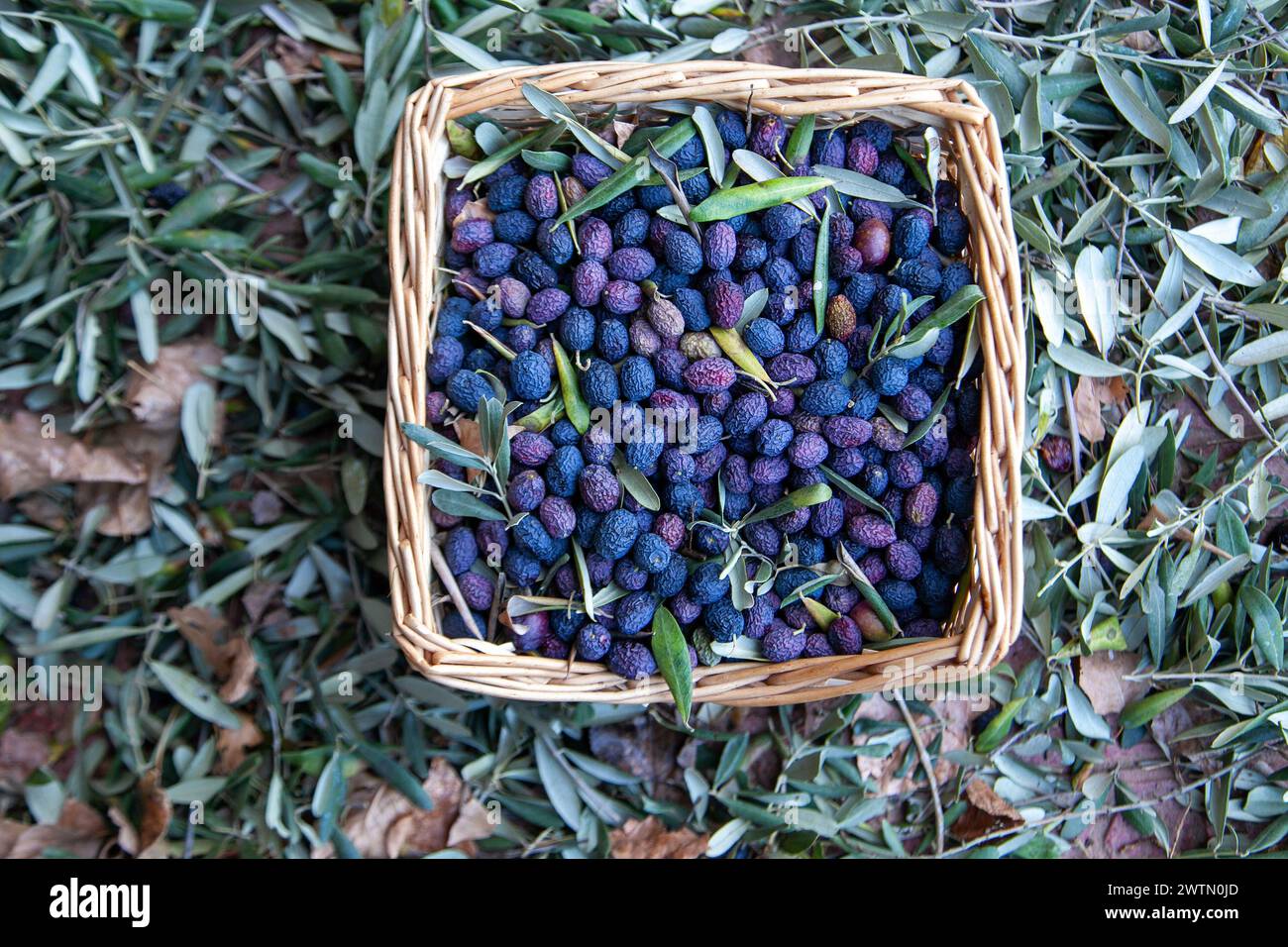 Olive trees turkey hi-res stock photography and images - Alamy