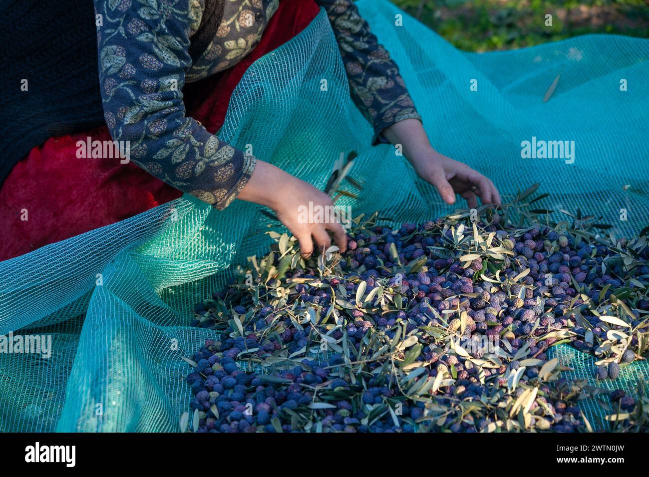 Olive trees turkey hi-res stock photography and images - Alamy
