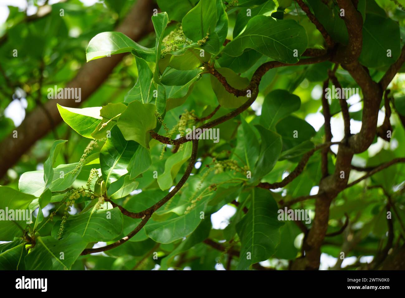 Terminalia catappa on the nature. Also called country almond, sea ...