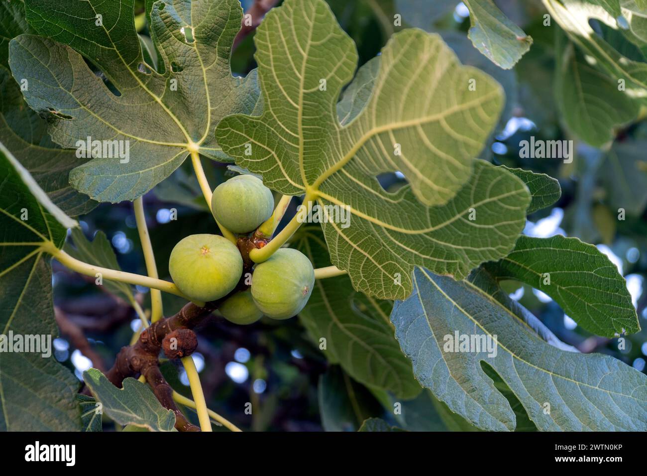 Figs on the branch of a fig tree Stock Photo - Alamy