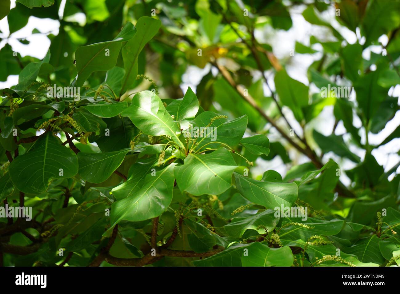 Terminalia catappa on the nature. Also called country almond, sea ...