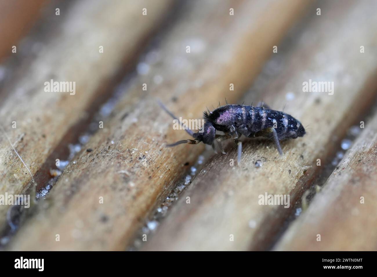 Detailed closeup on a European elongate-bodied springtail , Tomocerus ...
