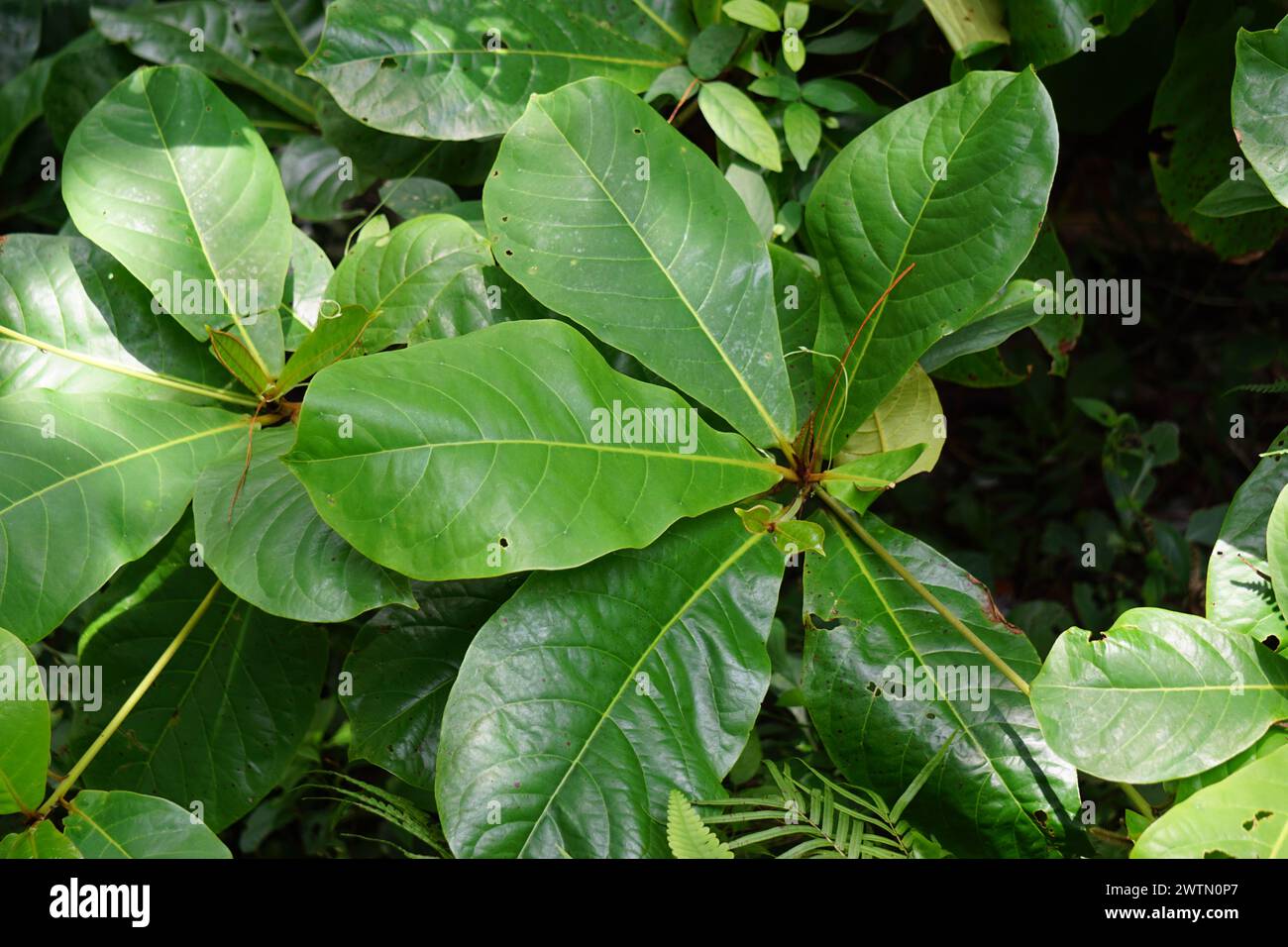 Terminalia catappa on the nature. Also called country almond, sea ...