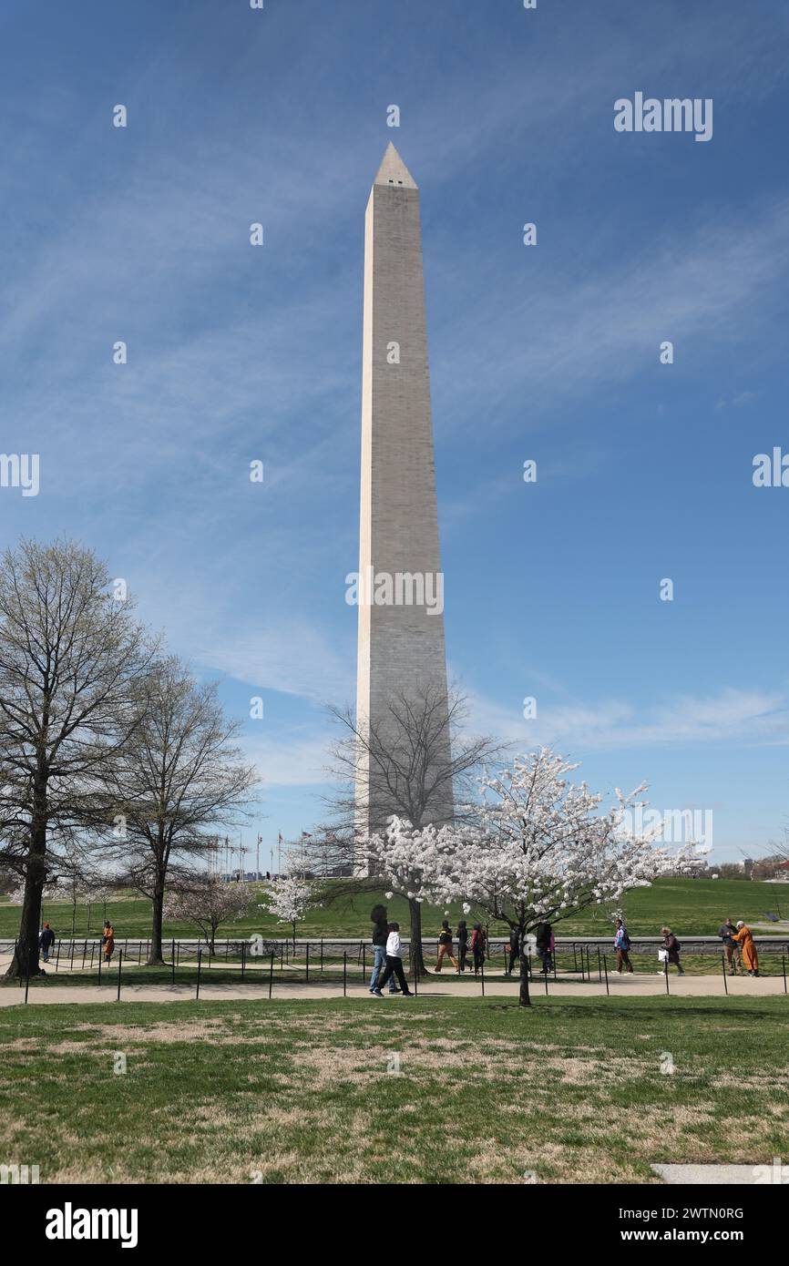 Washington, DC, USA. 18th Mar, 2024. Cherry blossoms, pictured at the ...
