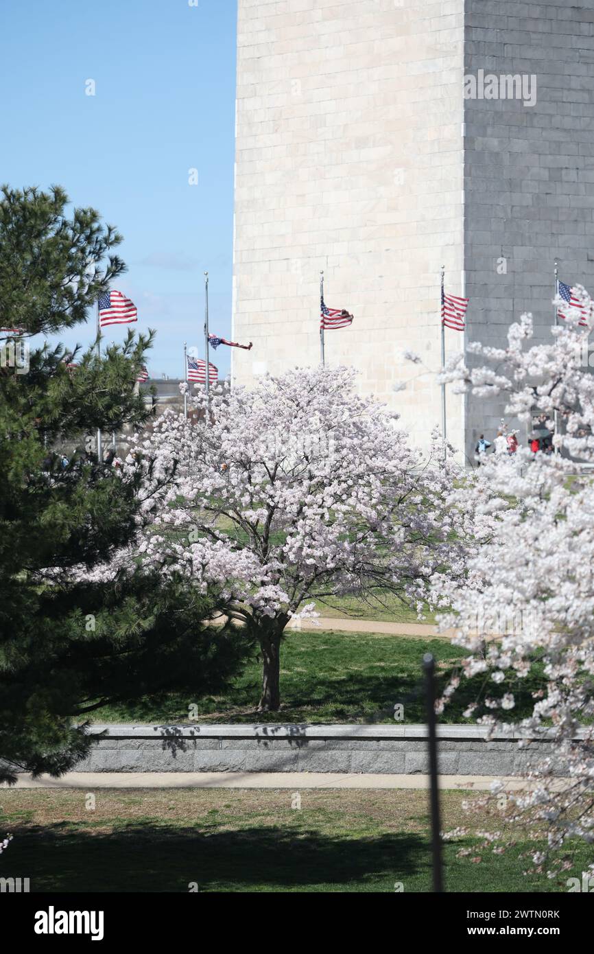Washington, DC, USA. 18th Mar, 2024. Cherry blossoms, pictured at the ...