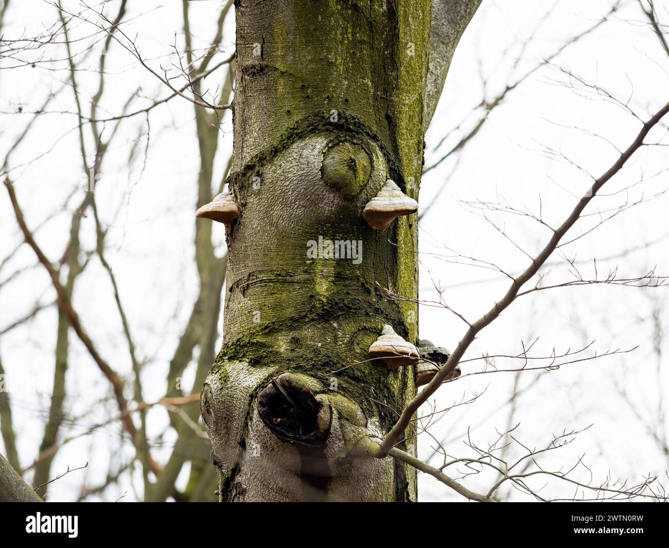 Fomes fomentarius also known as tinder fungus on a living oak tree bark ...
