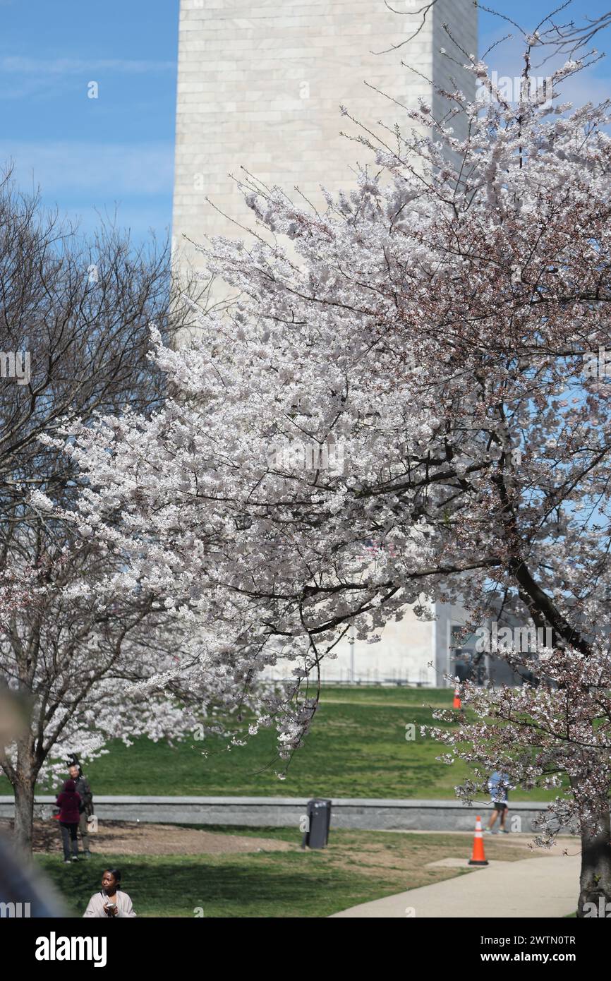 Washington, DC, USA. 18th Mar, 2024. Cherry blossoms, pictured at the ...
