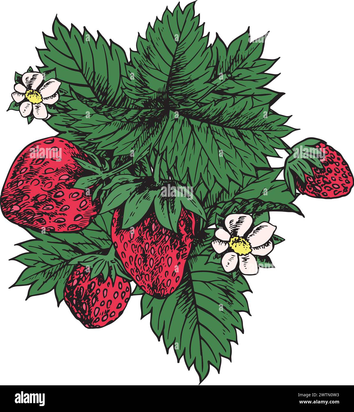 Hand-drawn strawberry sketch. Composition with strawberries, leaves and ...