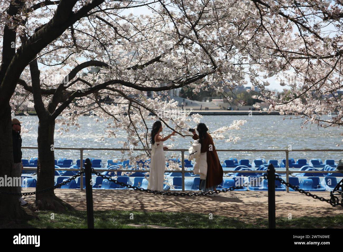 Washington, DC, USA. 18th Mar, 2024. Cherry blossoms reach peak full ...