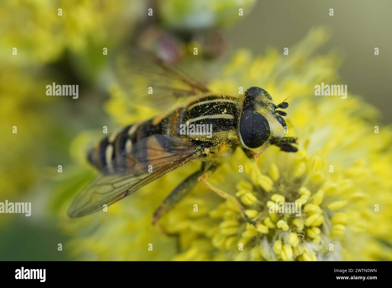 Detailed closeup on a Hayling Billy hoverfly, Helophilus pendulus ...