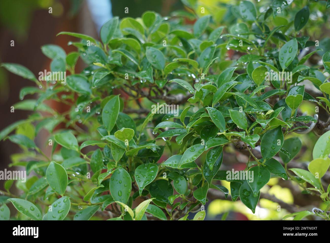 Ficus microcarpa (Ficus malacocarpa, Chinese banyan, Malayan banyan ...