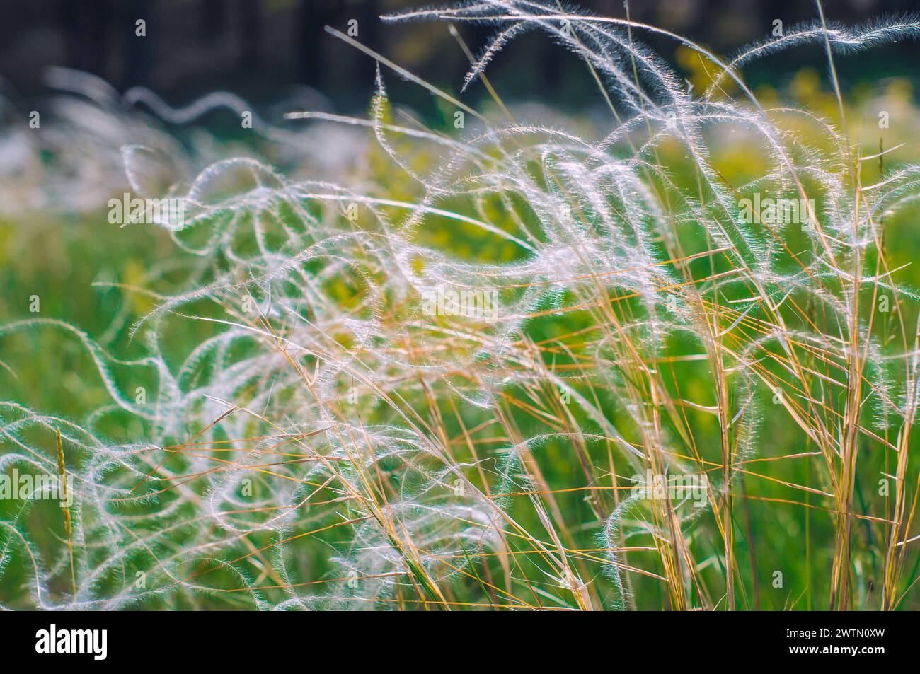 Beautiful bush feather grass growing in the field Stock Photo - Alamy