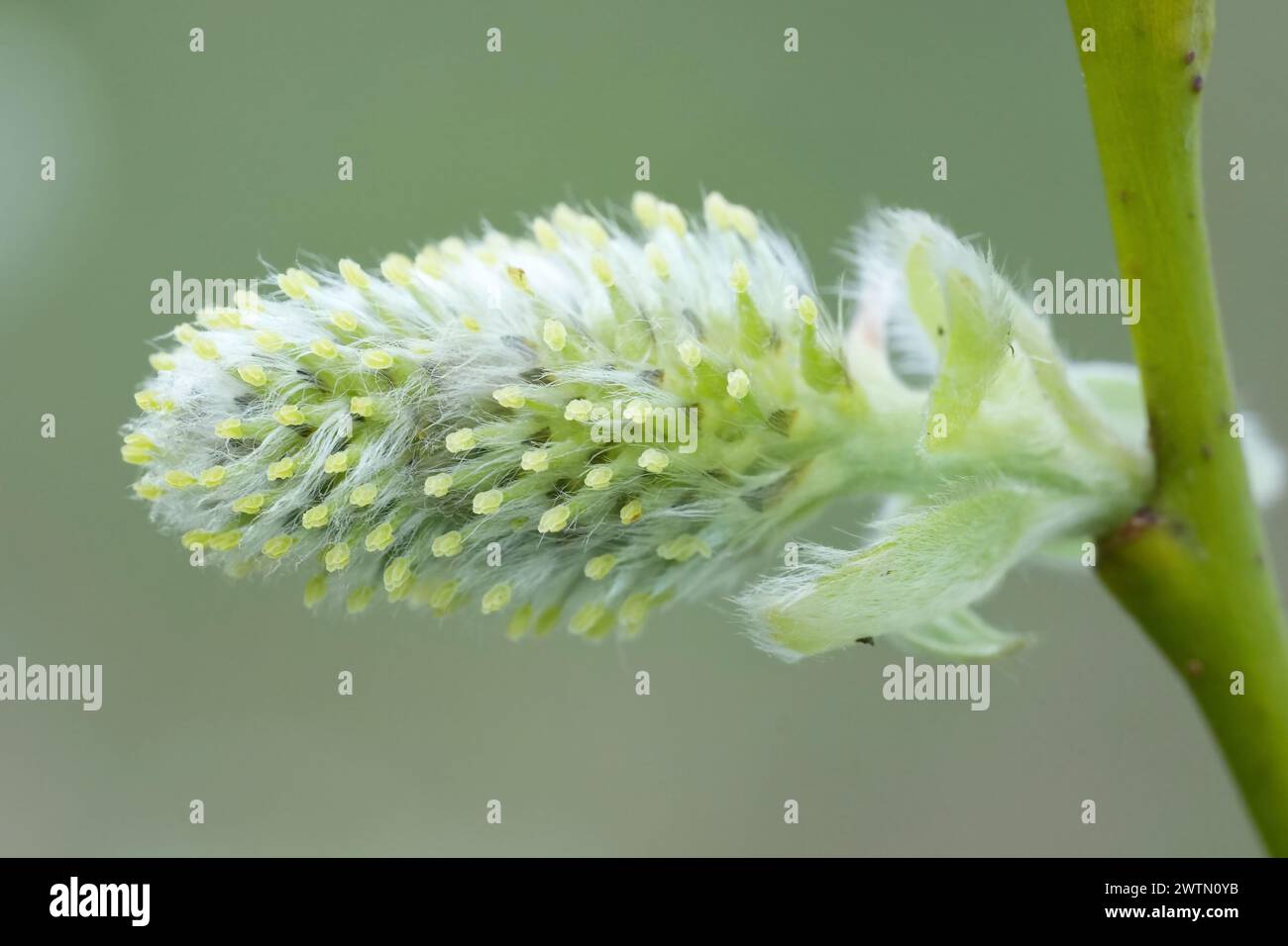 Natural closeup on a female flower of the Goat willow, Salix caprea ...