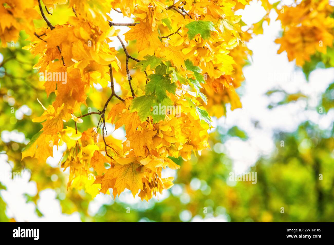 Yellowing leaves on the branches of a maple tree on blue sky background ...