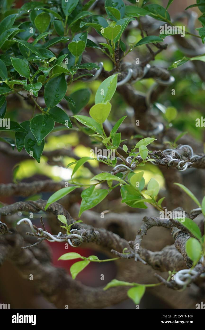Ficus microcarpa (Ficus malacocarpa, Chinese banyan, Malayan banyan ...