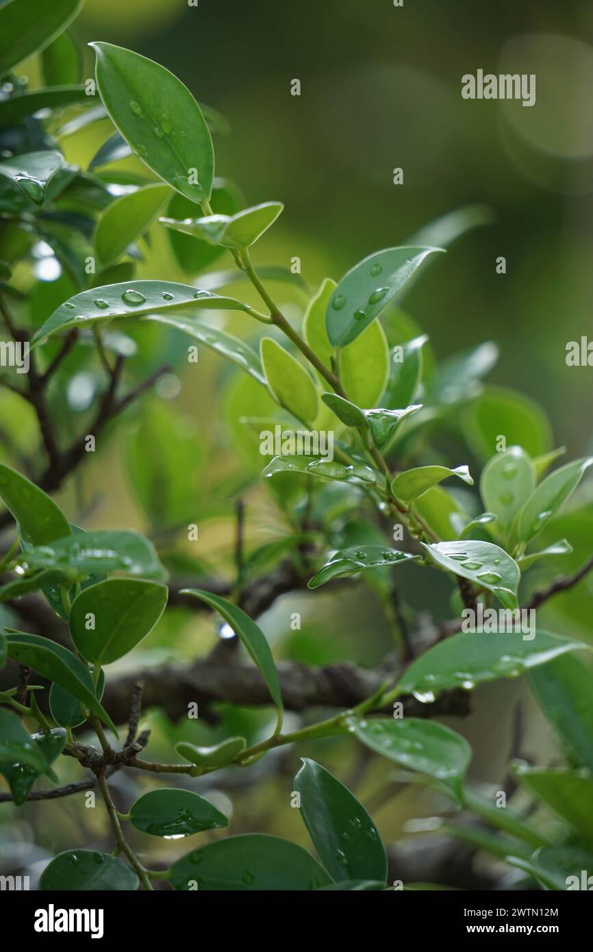 Kimeng hi-res stock photography and images - Alamy