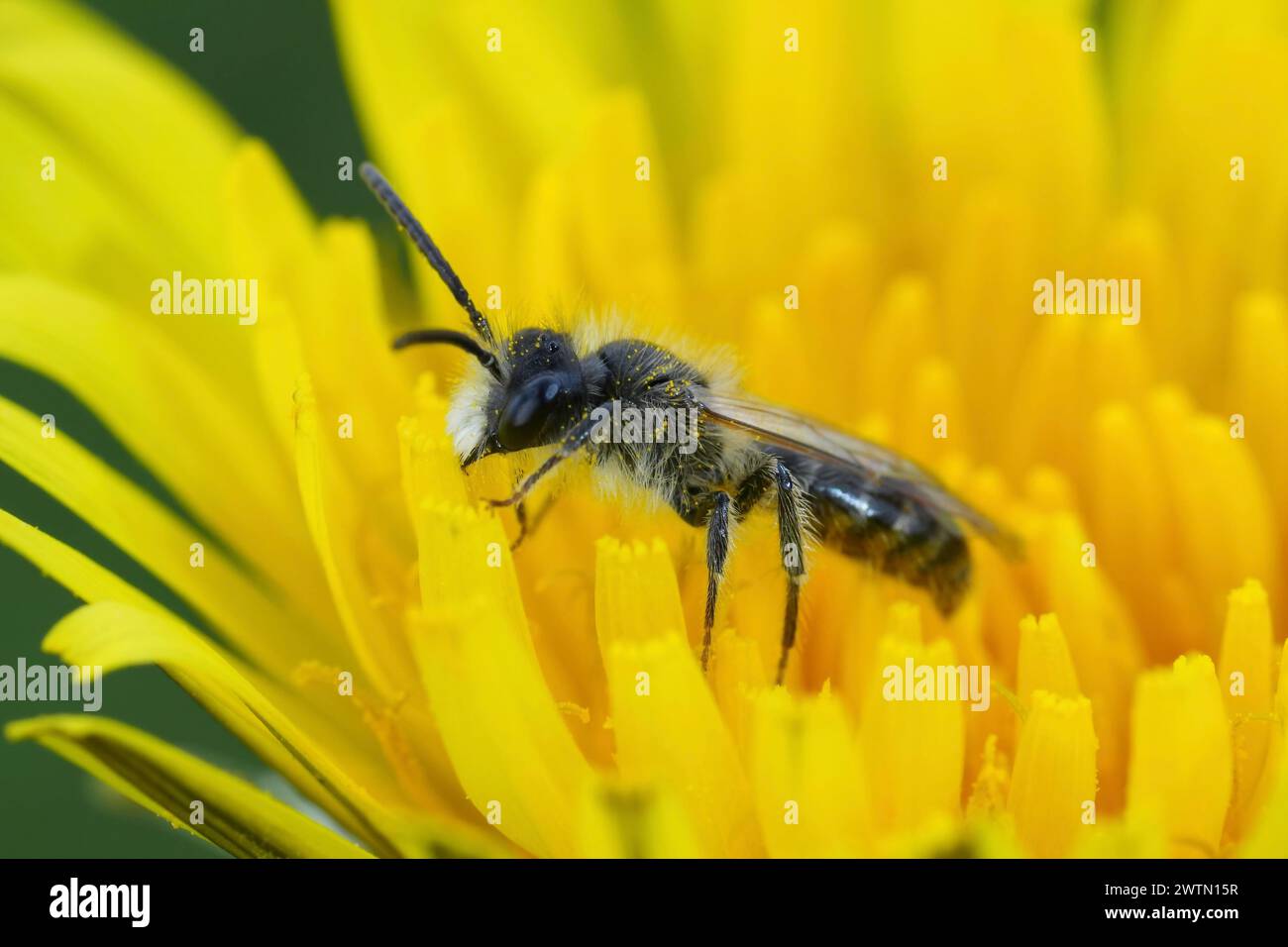 Natural closeup on male red-bellied miner mining bee, Andrena ventralis ...