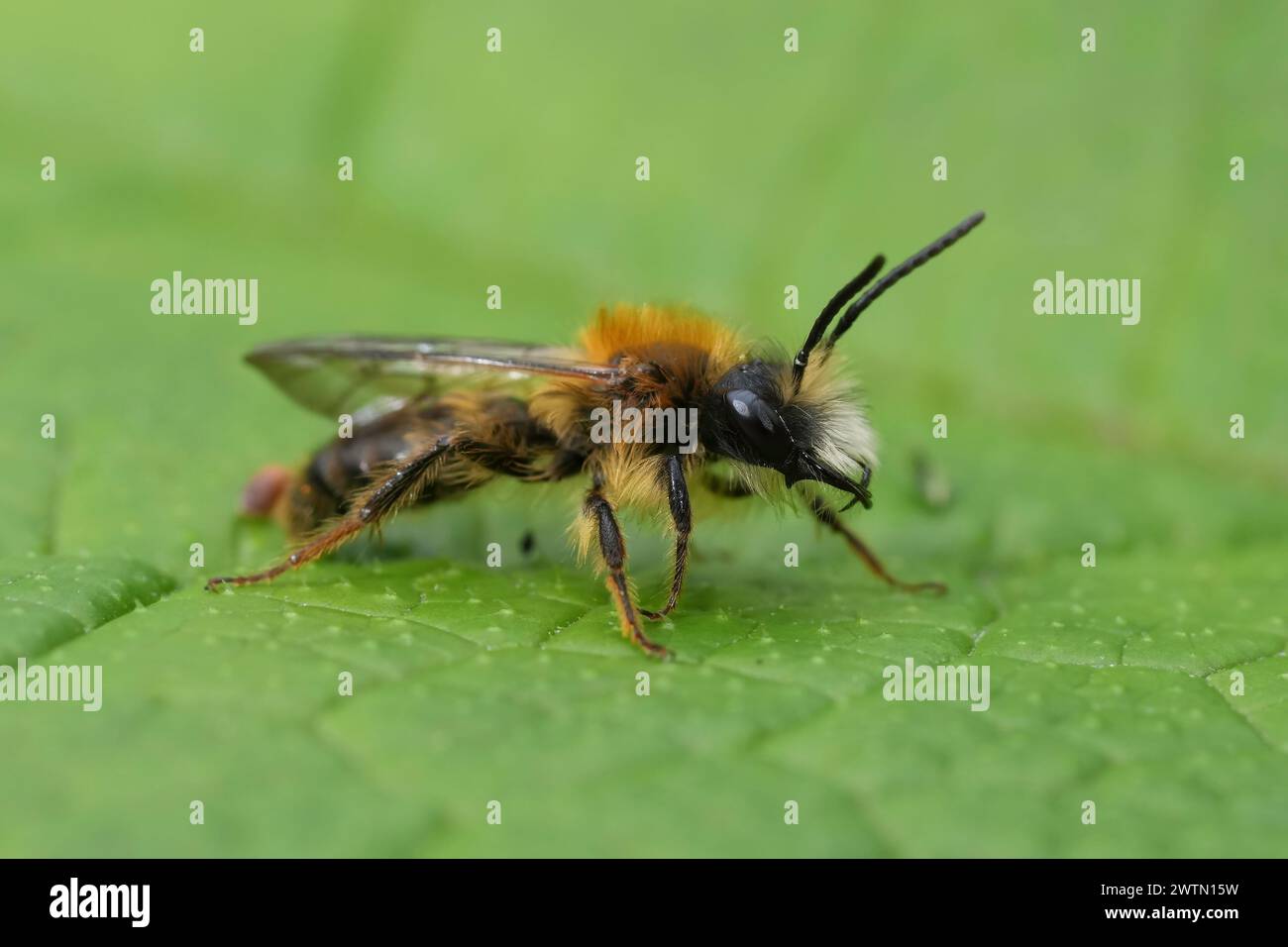 Detailed closeup on a colorful male Tawny mining bee, Andrena fulva, on ...
