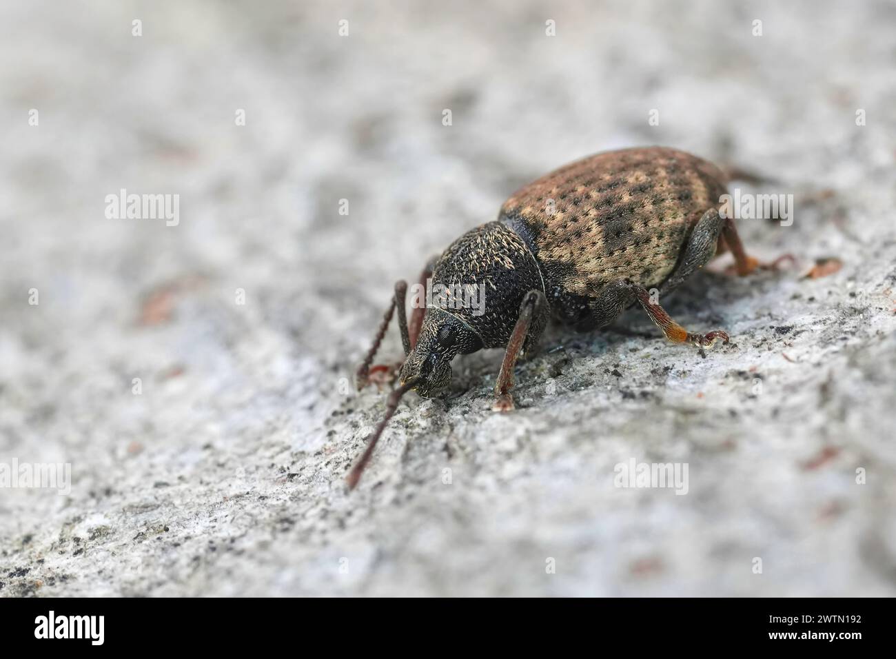 Detailed closeup on a small brown European weevil beetle species ...
