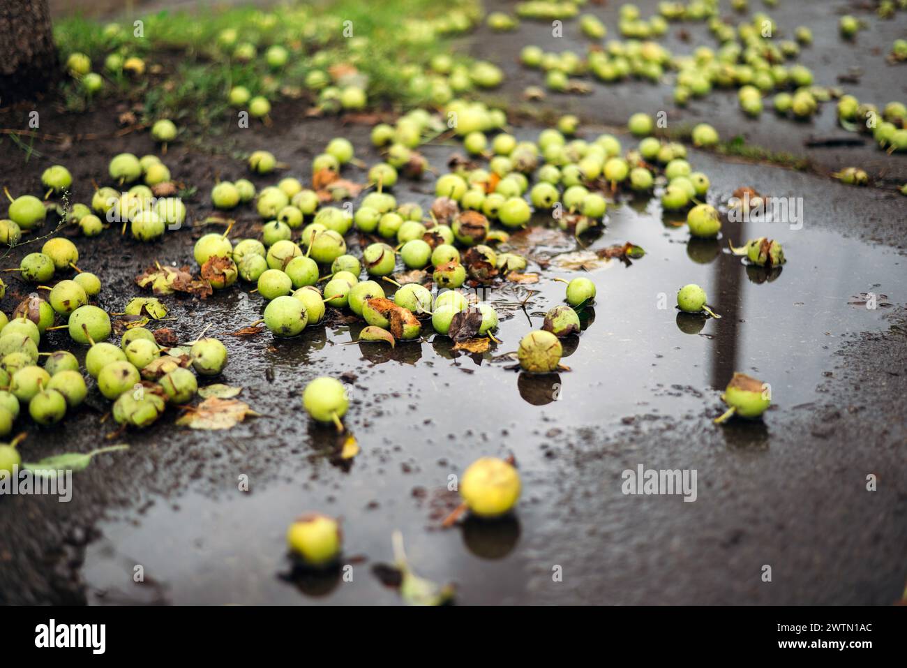 fallen apples lie in a puddle on the ground. rainy autumn weather Stock ...