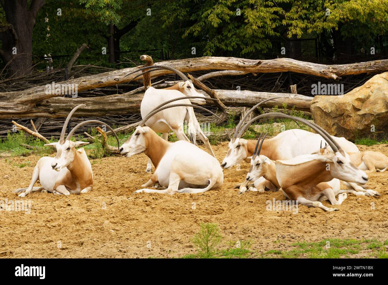 Group of antelopes hi-res stock photography and images - Alamy