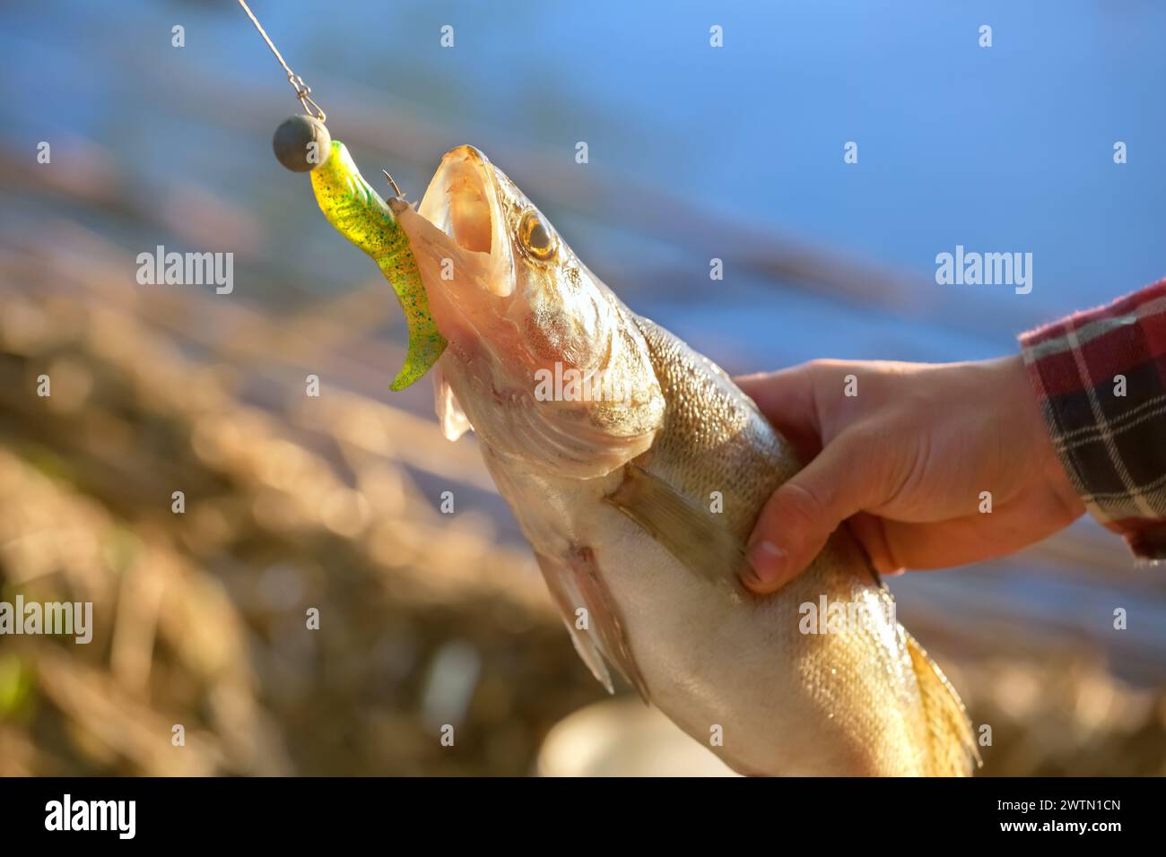 Zander teeth hi-res stock photography and images - Alamy