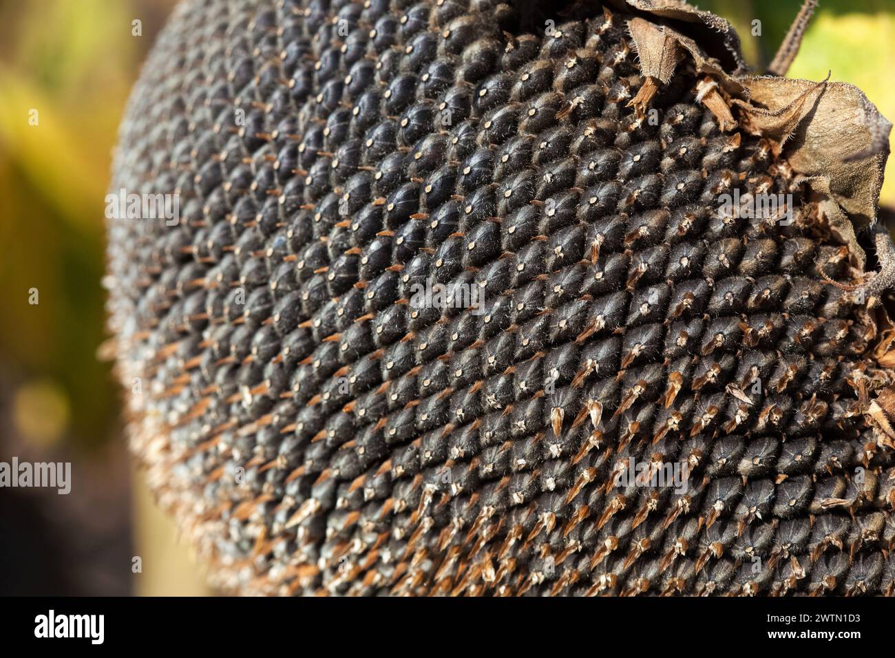 The mature full dry sunflower plant with seeds close-up Stock Photo - Alamy