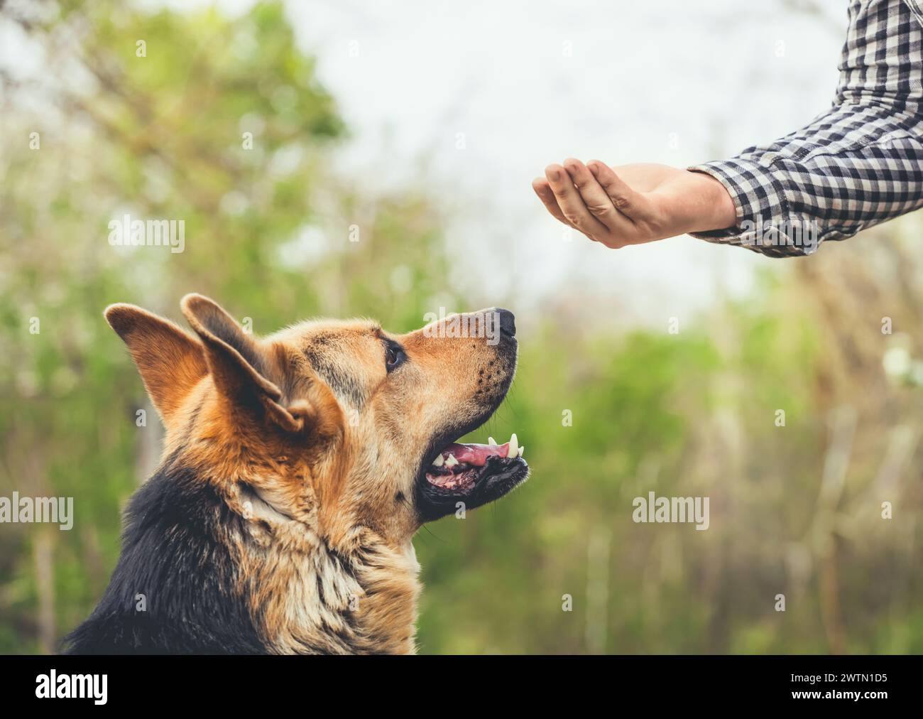 The trained German Shepherd performs the exercise Stock Photo - Alamy