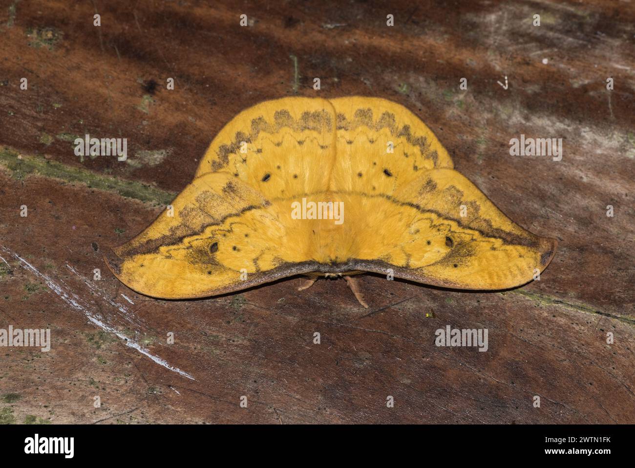 A large Saturniid moth, probably Copaxa multifenestrata at Montezuma ...