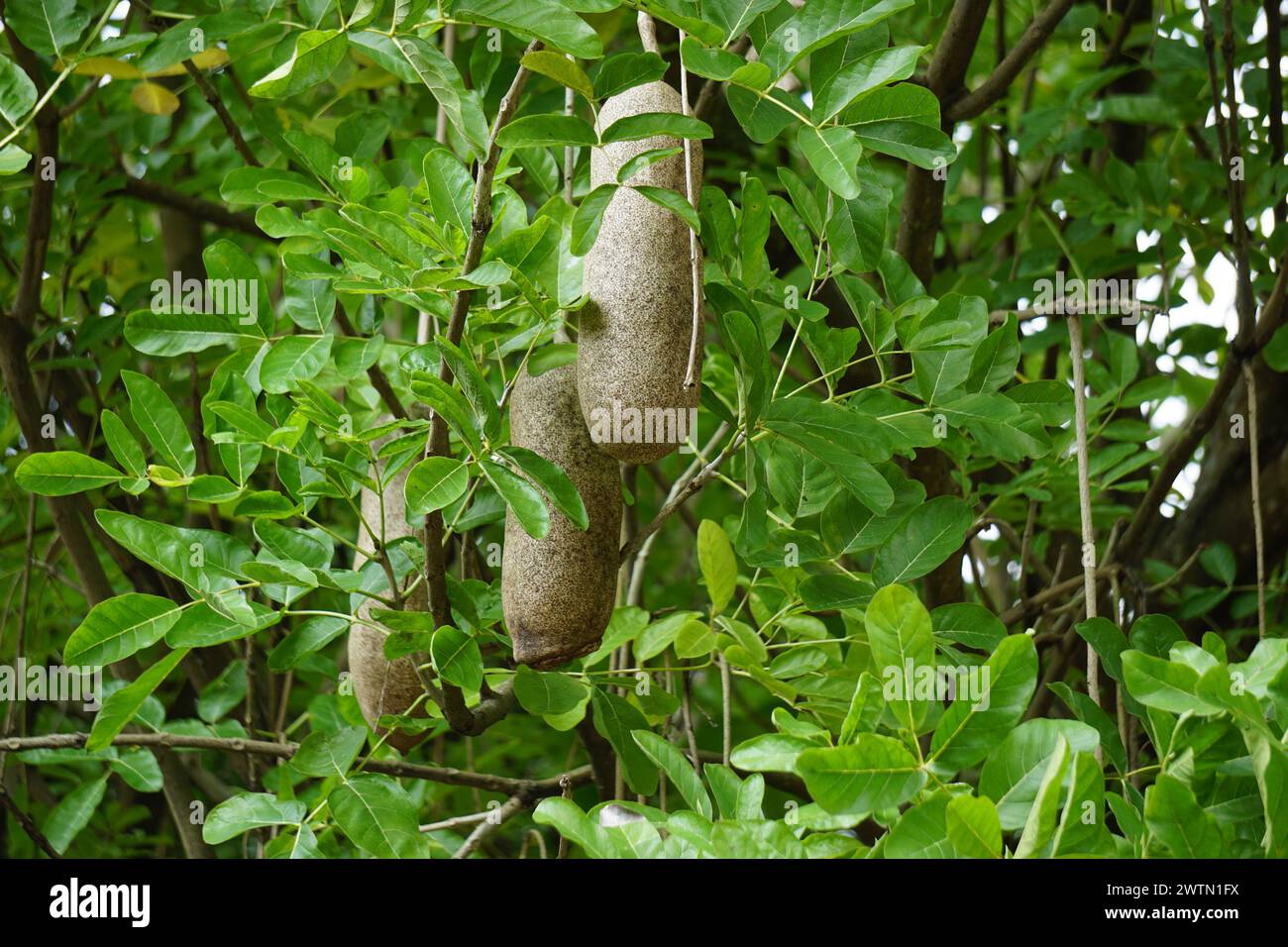 Pohon sosis hi-res stock photography and images - Alamy