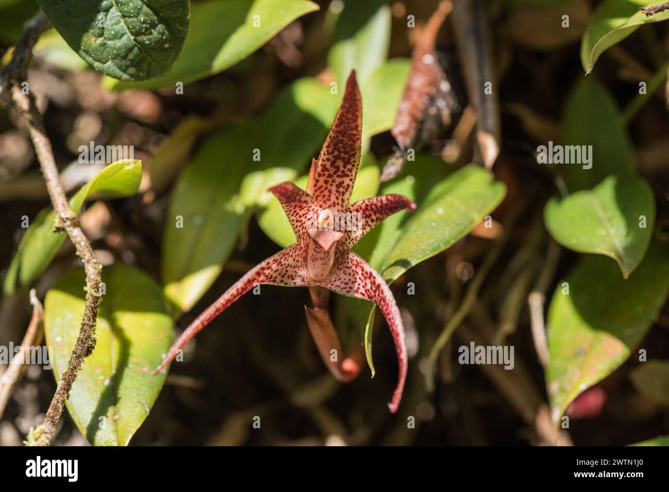 Dracula plant hi-res stock photography and images - Alamy