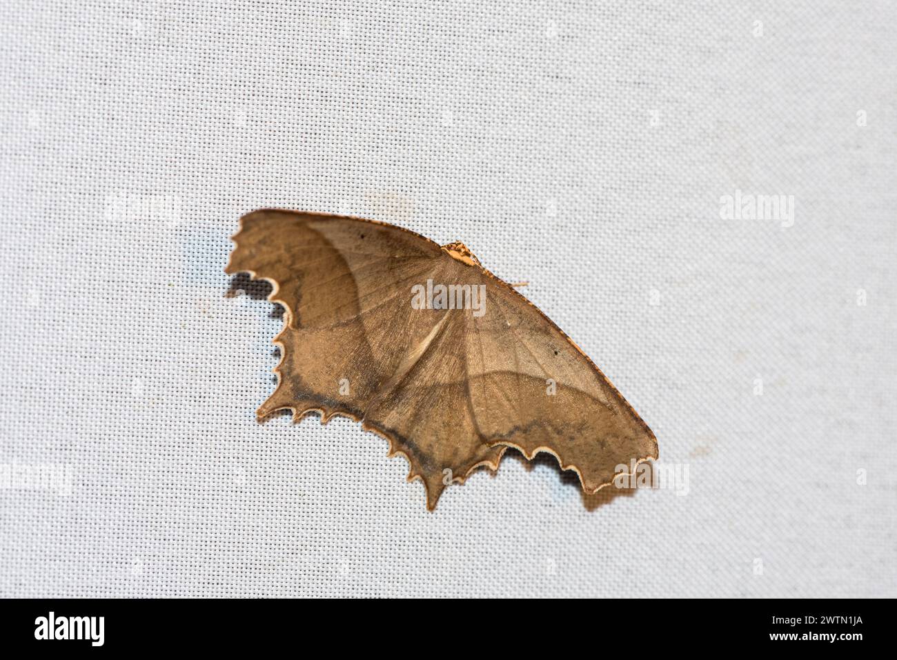 Geometrid moth up close hi-res stock photography and images - Alamy