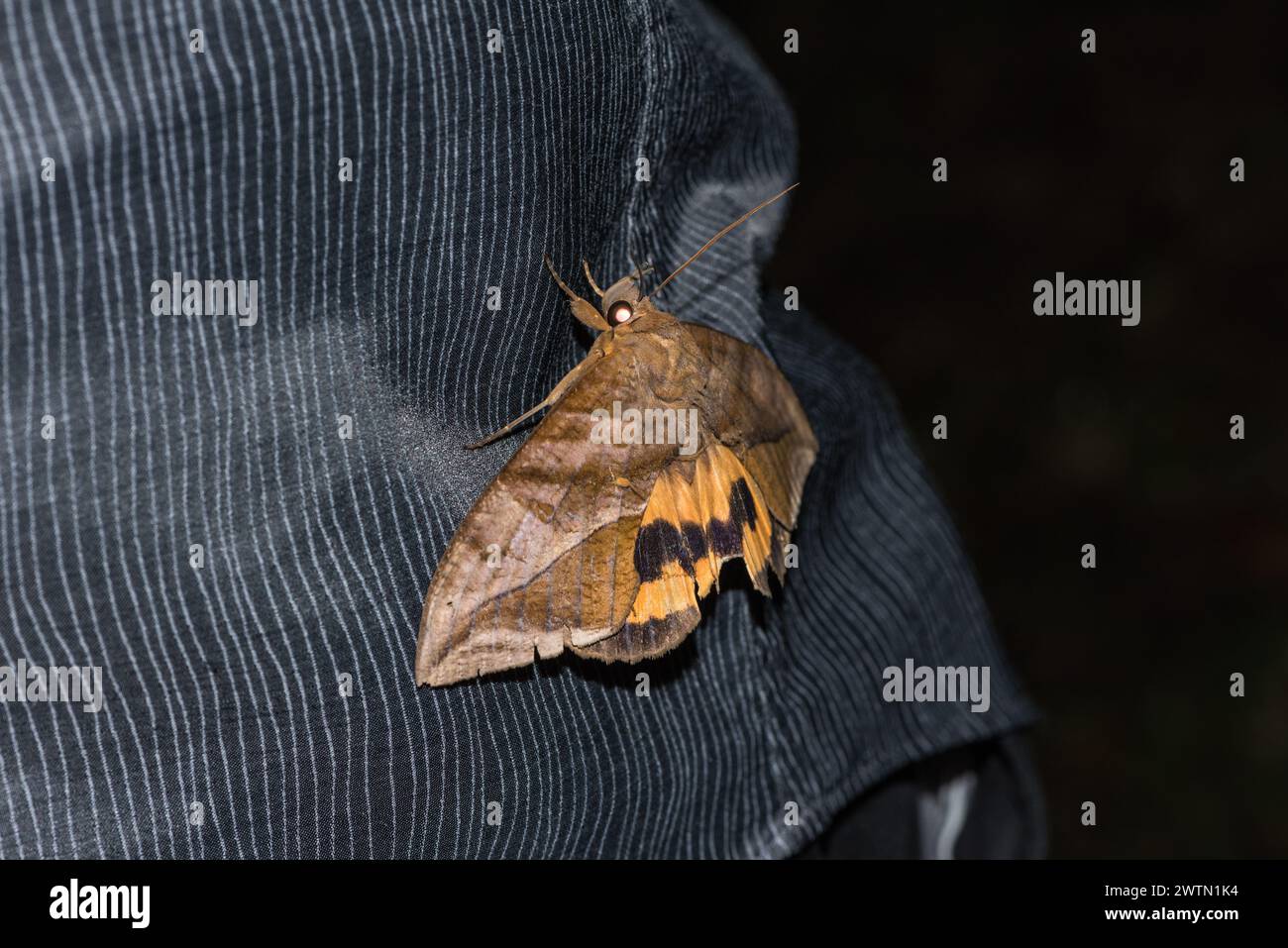 Fruit piercer hi-res stock photography and images - Alamy