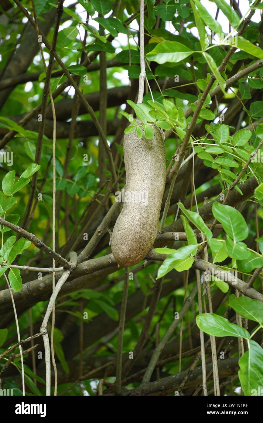 Kigelia africana (sausage tree, cucumber tree, Kunto Bimo, Pohon Sosis ...