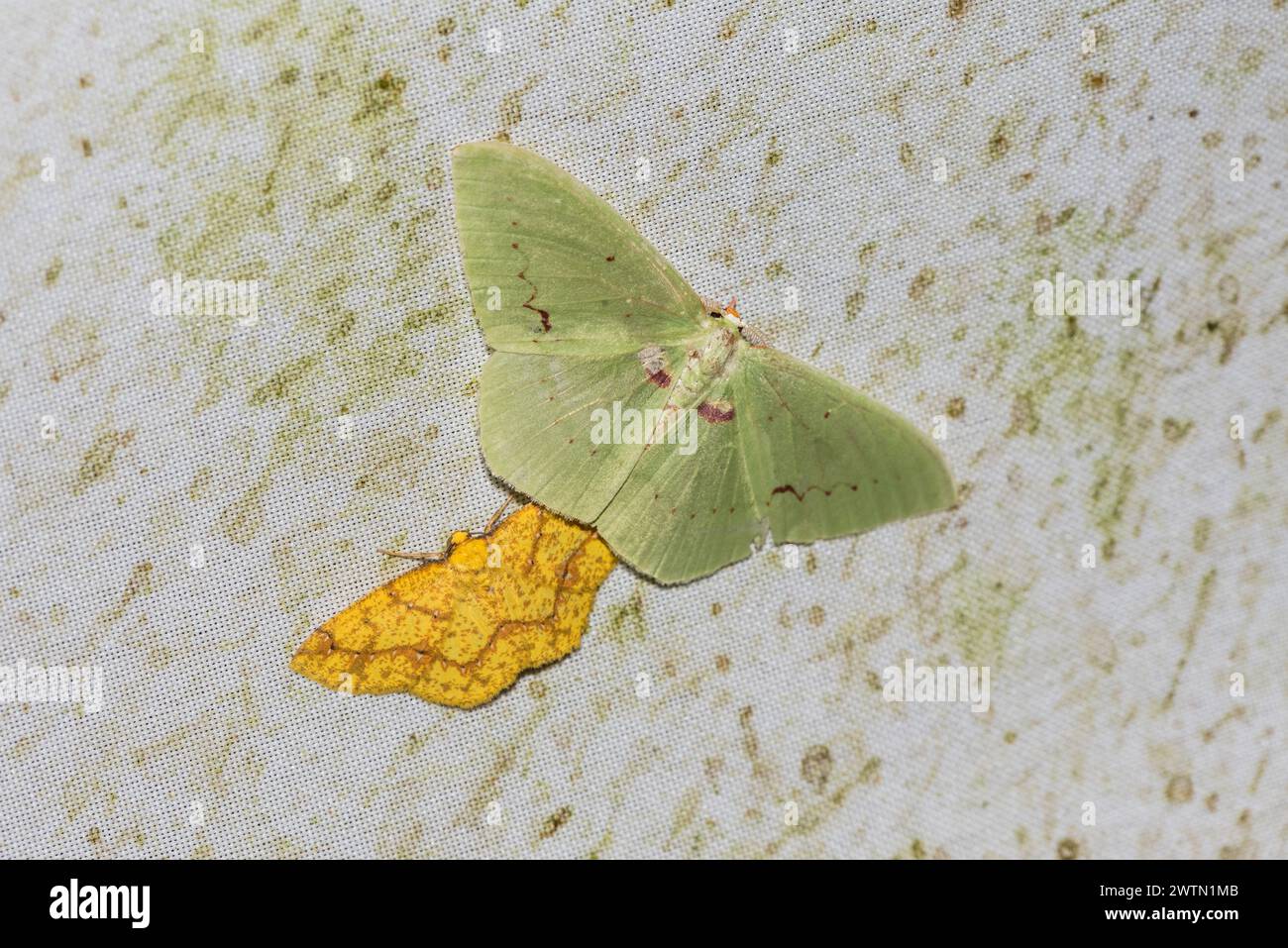 A type of Geometrid moth (probably a species of Lissochlora) at Rio ...