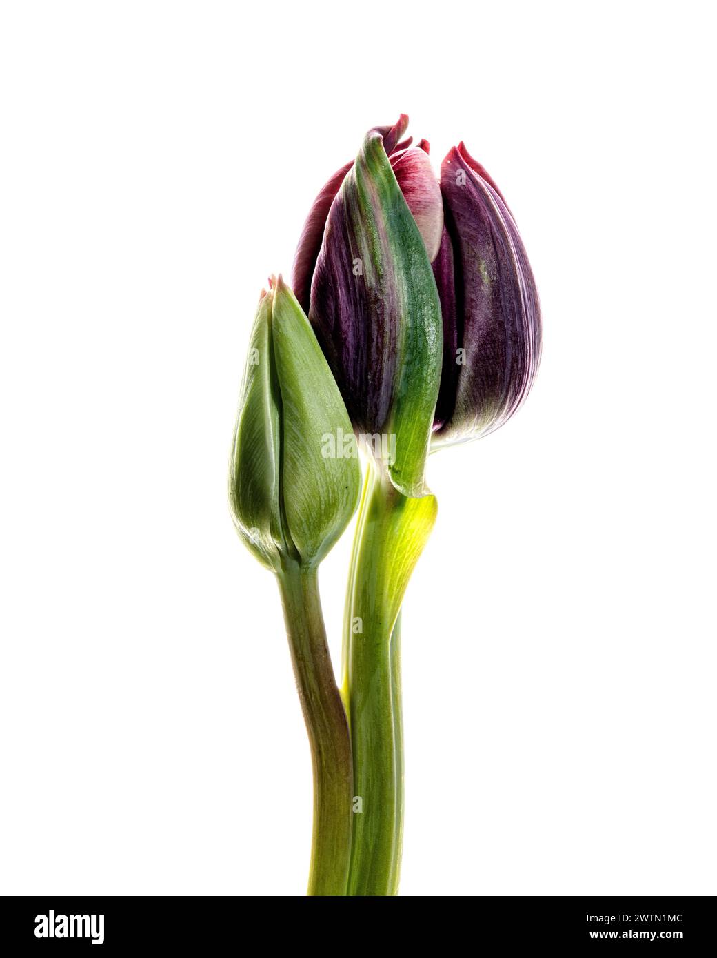 A captivating studio shot of a tulip, beautifully isolated against a ...