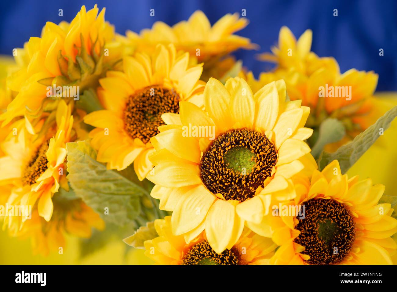 Sunflowers close-up are a symbol of the country. on the background of ...