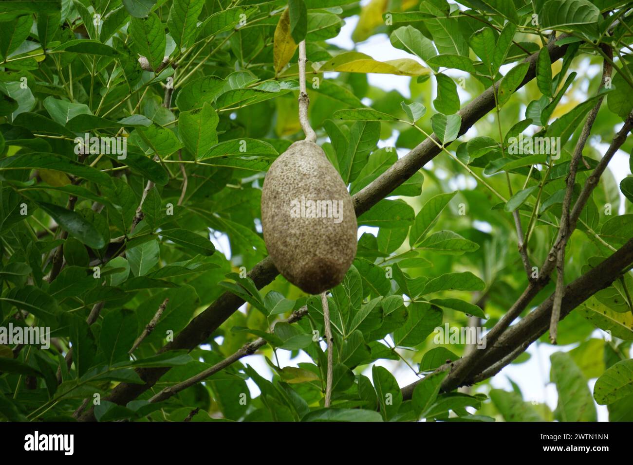 Kigelia africana (sausage tree, cucumber tree, Kunto Bimo, Pohon Sosis ...