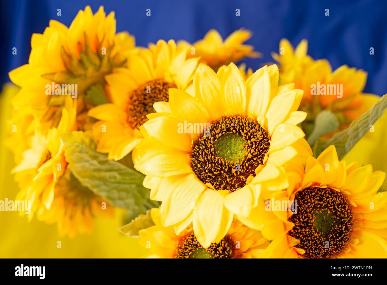 Sunflowers close-up are a symbol of the country. on the background of ...